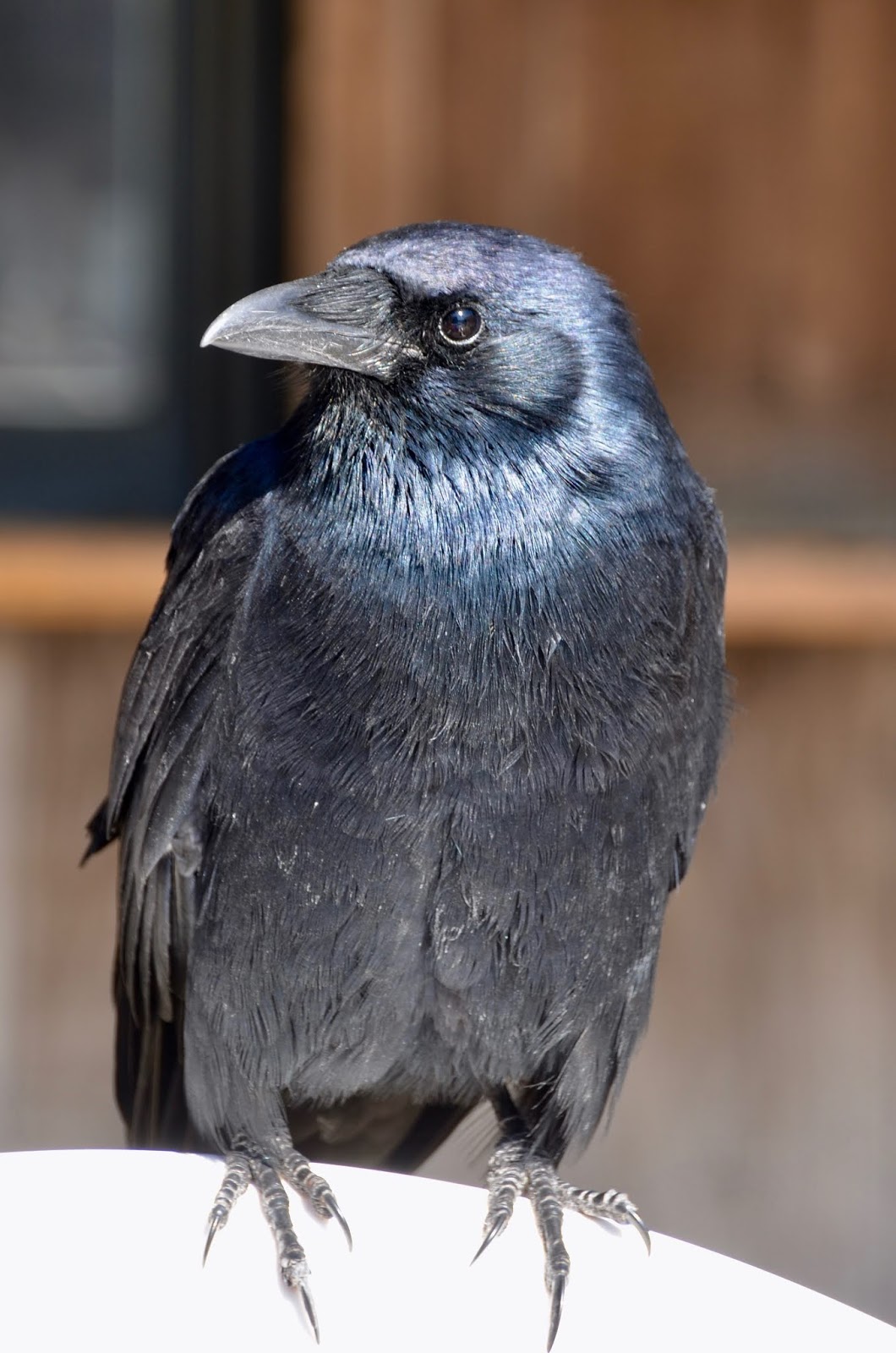 Urban Wildlife Guide: Guardian Crows