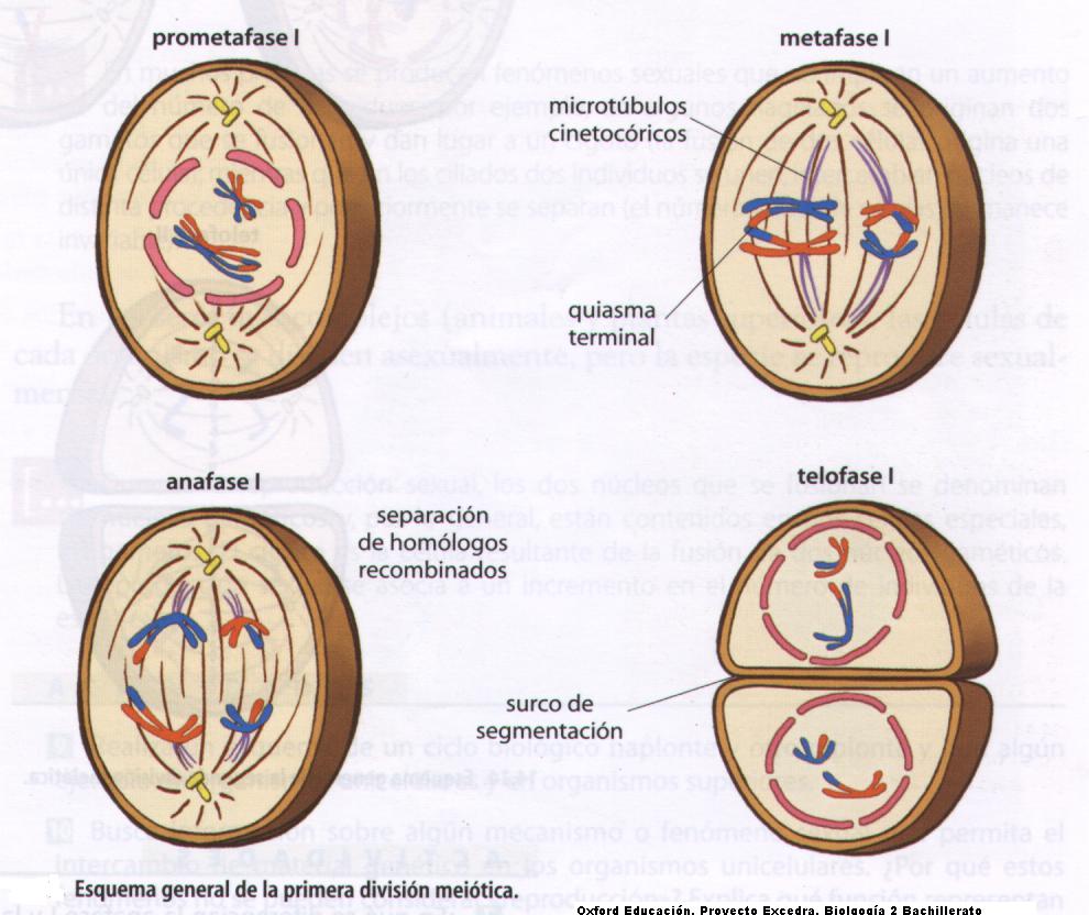 MICROBIOLOGIA