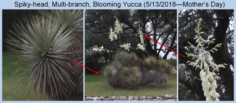 whilldtkwriter site 4 ayes: Spiky-head, Multi-branch, Blooming Yucca ...