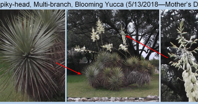 whilldtkwriter site 4 ayes: Spiky-head, Multi-branch, Blooming Yucca ...