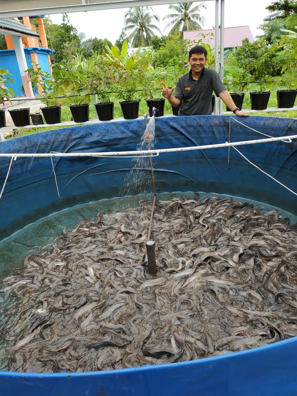 Panen perdana budidaya ikan lele sistem bioflok di Ponpes Al-Amin Kapuas