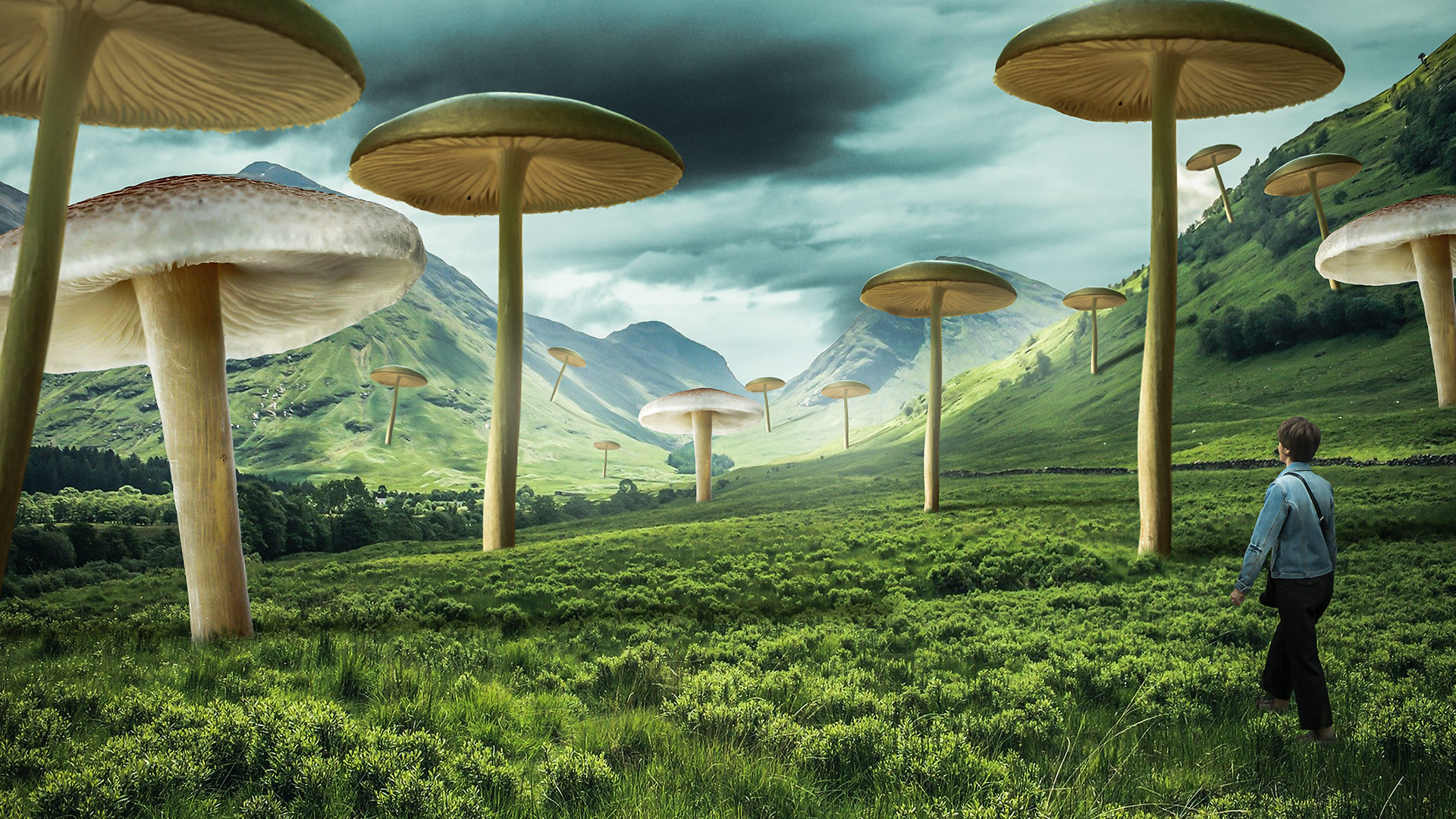 RADIO FREE WOHLMAN Transmission 1221 There s Always Room For Mushroom radio-free-wohlman-transmission-1221-there-s-always-room-for-mushroom