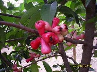 Jambu Bol, Jambu dengan Rasa dan Aroma Harum