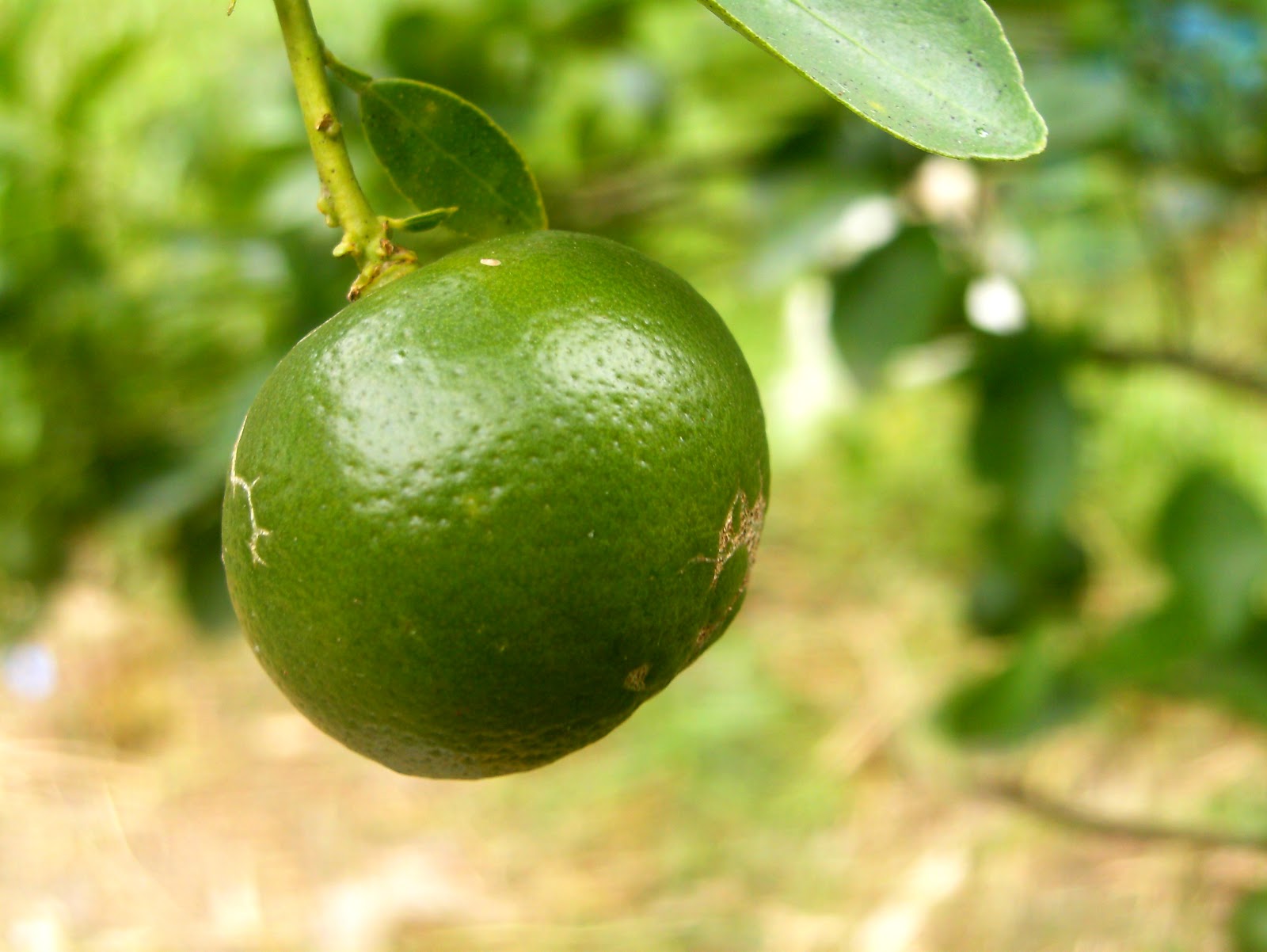 Celebrating LIFE: Frontyard Calamansi