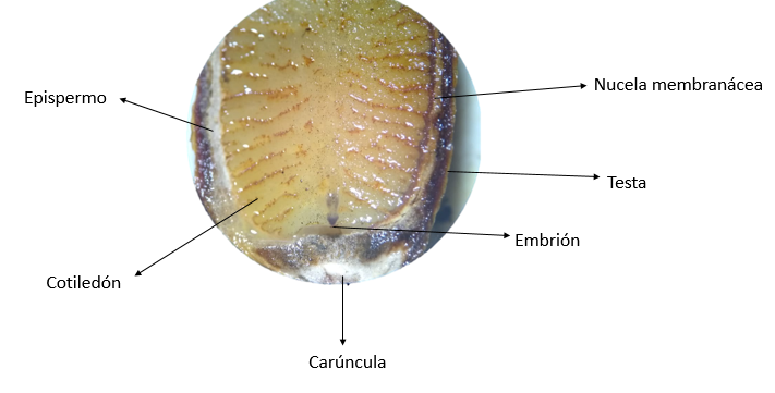 Informe laboratorio grupo 3 : SEMILLA