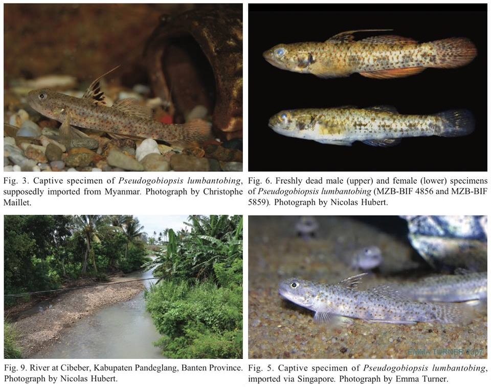 Species New to Science: [Ichthyology • 2017] Pseudogobiopsis ...