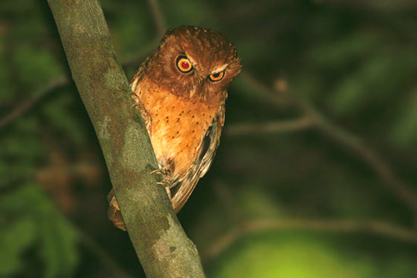 Sri Lankan Endemic Birds: Paduwan Bassa - Serendib Scops Owl (Otus ...