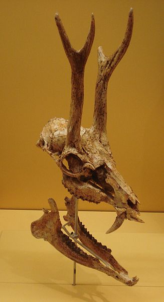 Synapsida: All the World's Deer: A History of the Deer Family