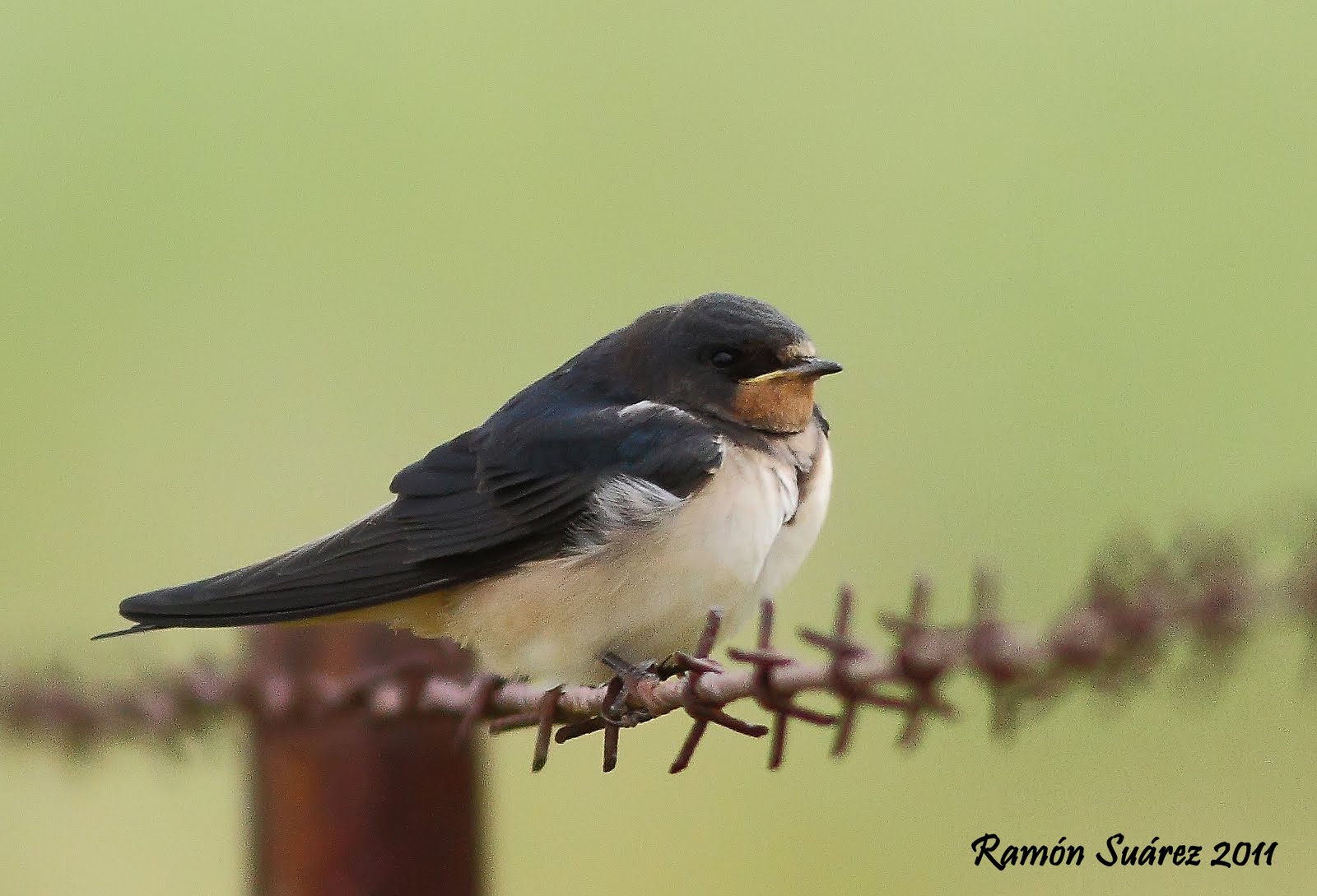 AVES Y ESTRELLAS: Golondrina común (Hirundo rustica)