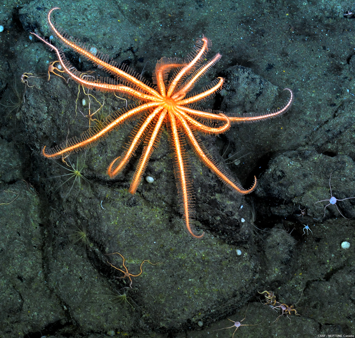 Real Monstrosities: Brisingid Starfish
