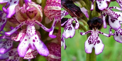 6 Most Unique And Strange Orchids In The World Due To Resemble ...
