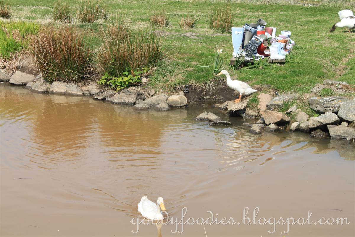 GoodyFoodies: Kids Fun: Doonies Farm, Aberdeen, Scotland