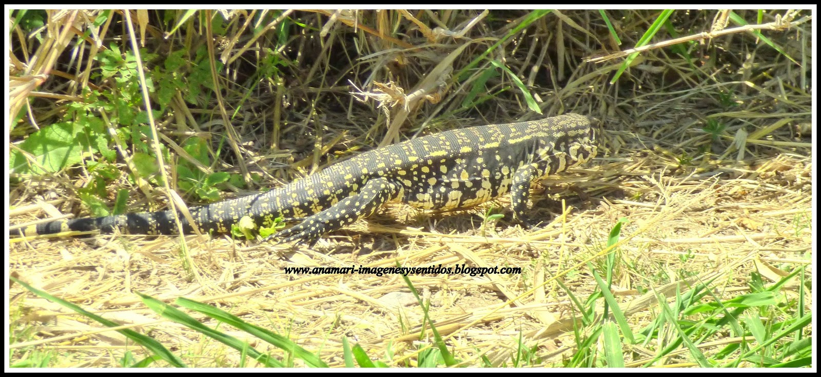 Imágenes y sentidos: LAGARTO OVERO (Tupinambis teguixin)