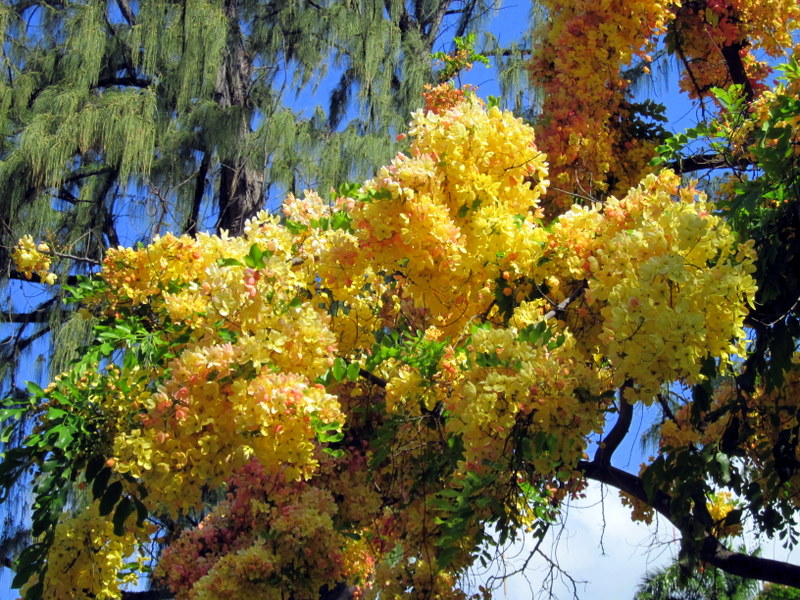 Comfort Spiral: Shower Tree
