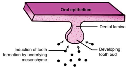 Understand Development of Tooth Stages With Diagrams and Charts