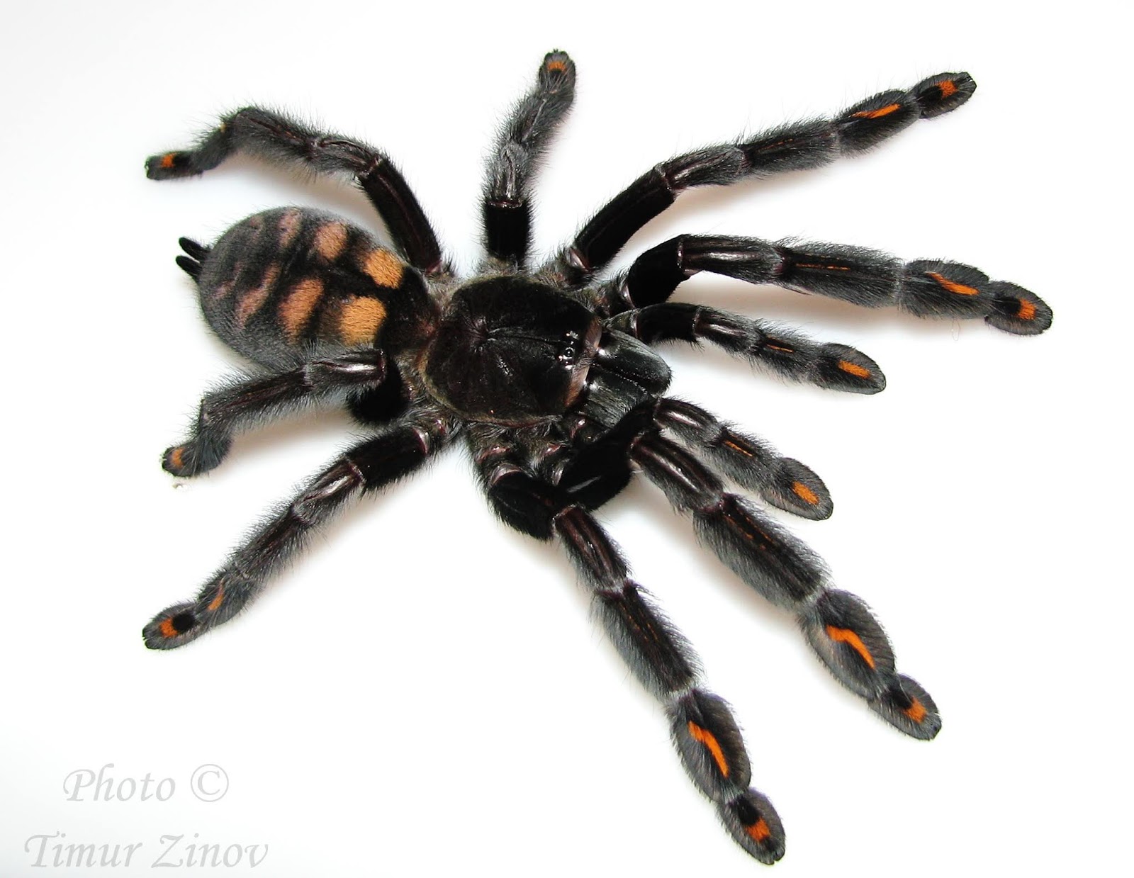 МИР ПАУКОВ: Psalmopoeus irminia