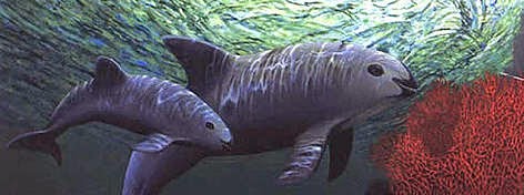 Vaquita