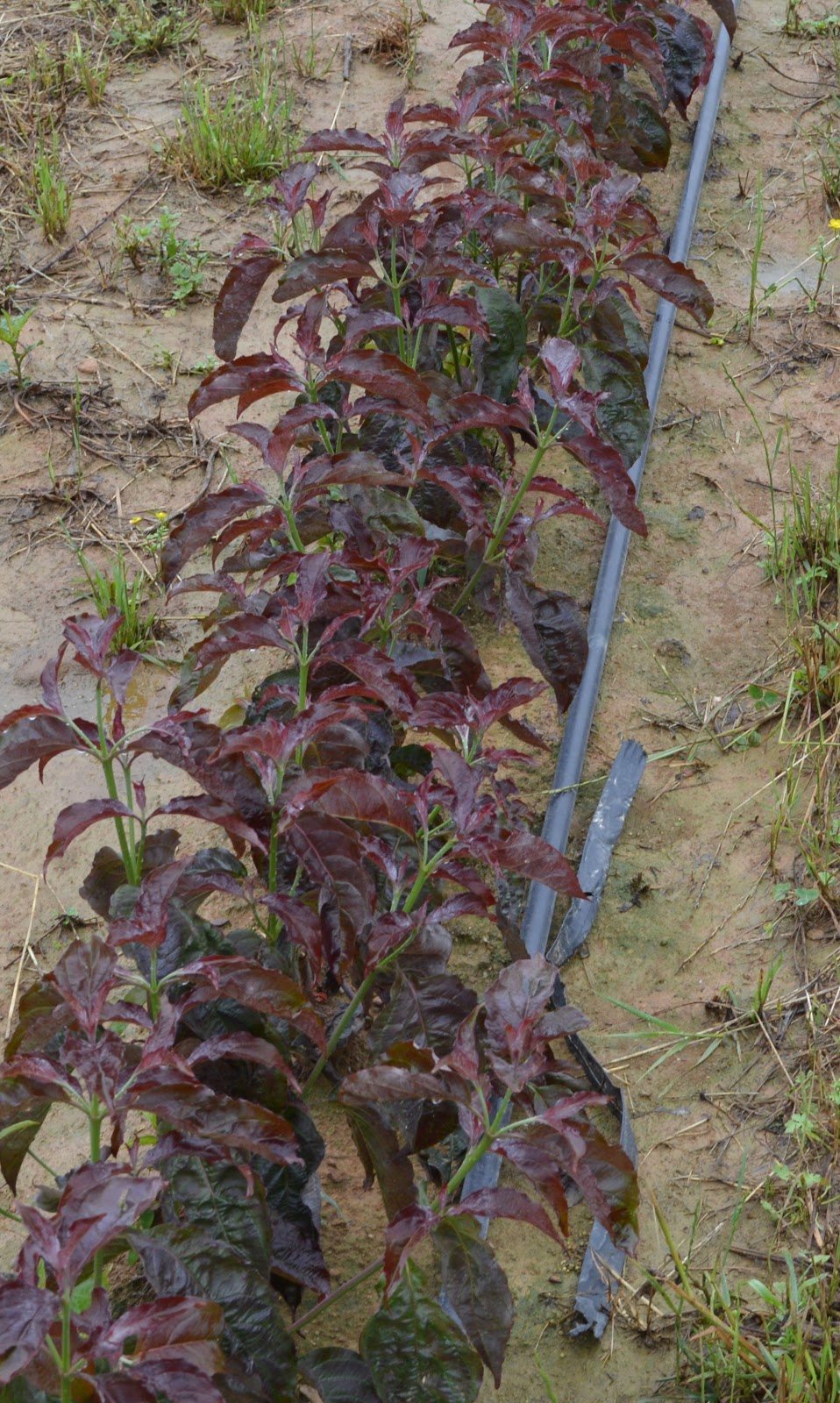 Jackson Nursery: New Introductions