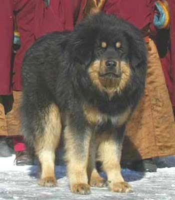 Mongolian Dog | I LOVE MONGOLIA