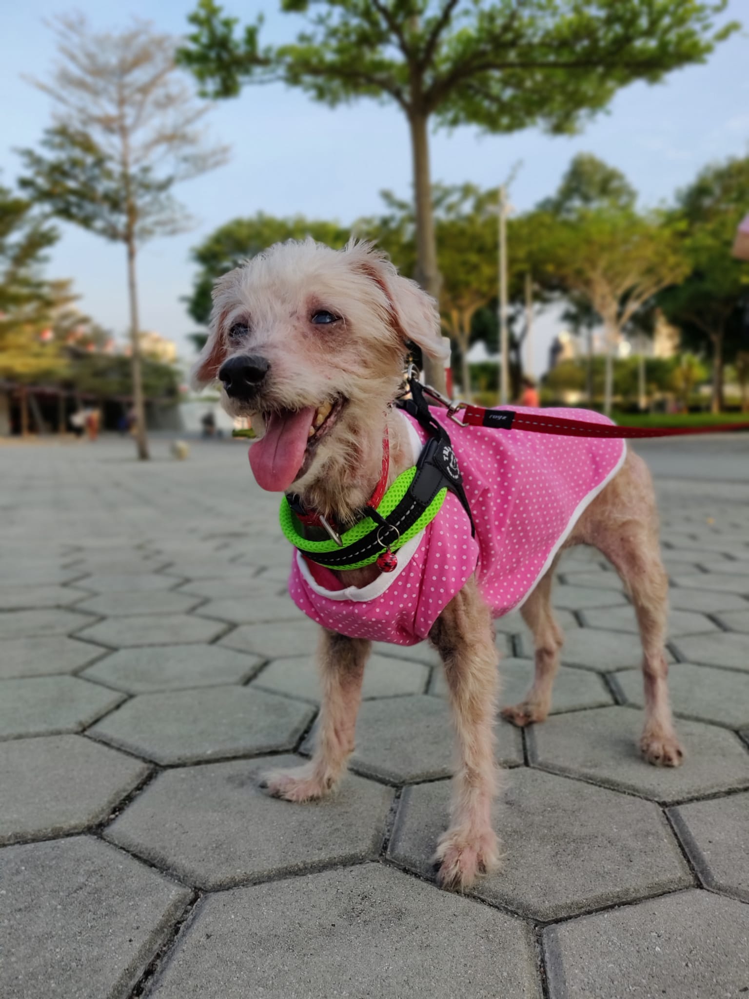 HOPE Dog Rescue: Rehoming A Dog