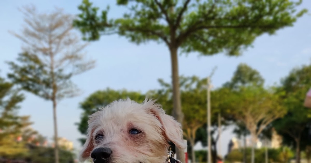 HOPE Dog Rescue: Rehoming A Dog