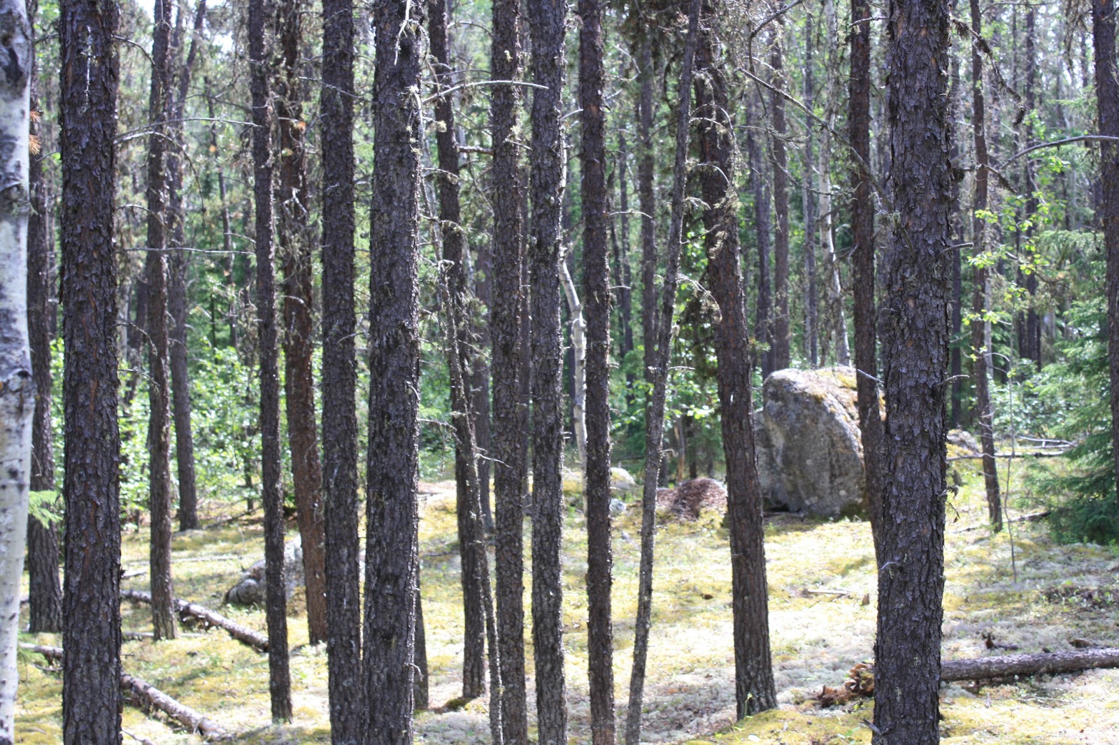 People's Trust Saskatoon: MY WONDERFUL TRIP TO LEAF RAPIDS