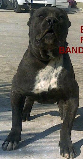 BANDOGFARM REGENCY MASTIFF FROM GREECE: BANDOG FROM BANDOGFARM