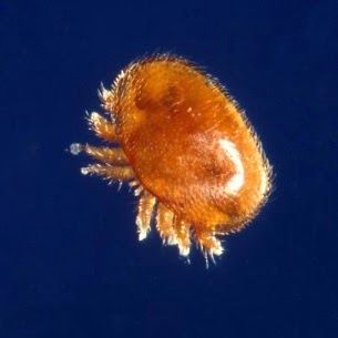 #47: Varroa Mites