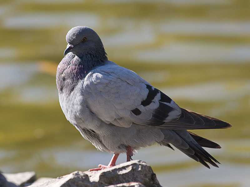 Mis amigas las palomas: Fotos paloma bravía (columba livia, paloma ...