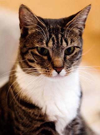 American Wirehair Cat Photos