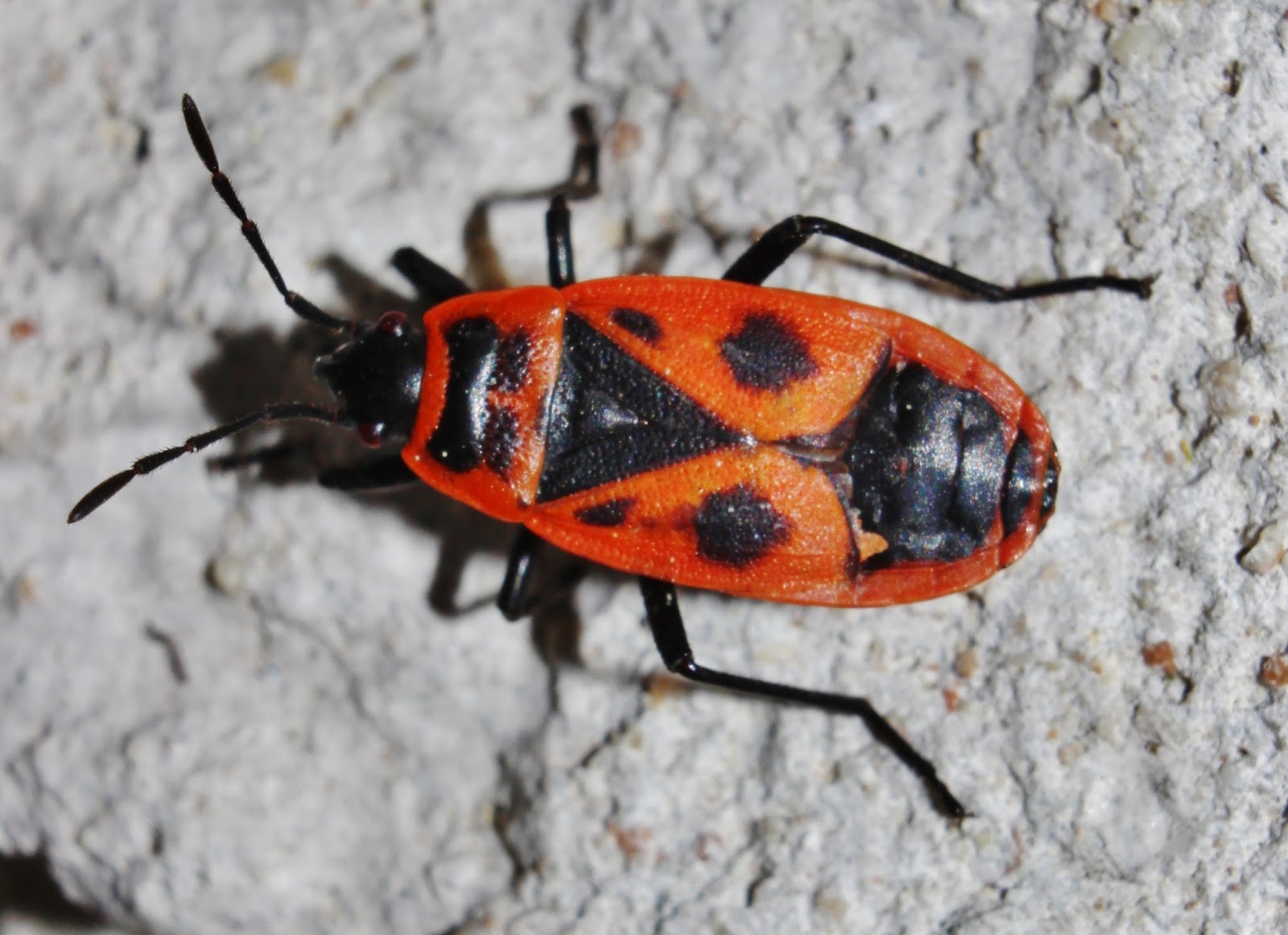 Biodiversity of Cyprus by NGO Protection of the Natural Heritage and ...