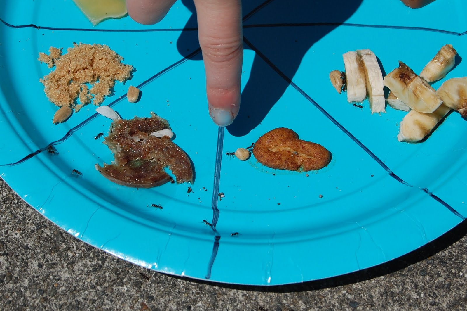 Our Creative Day: Ant Experiment