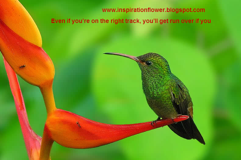 Beautiful Birds Wallpapers with Inspiration Quotes - Part 2 | Photo Quotes