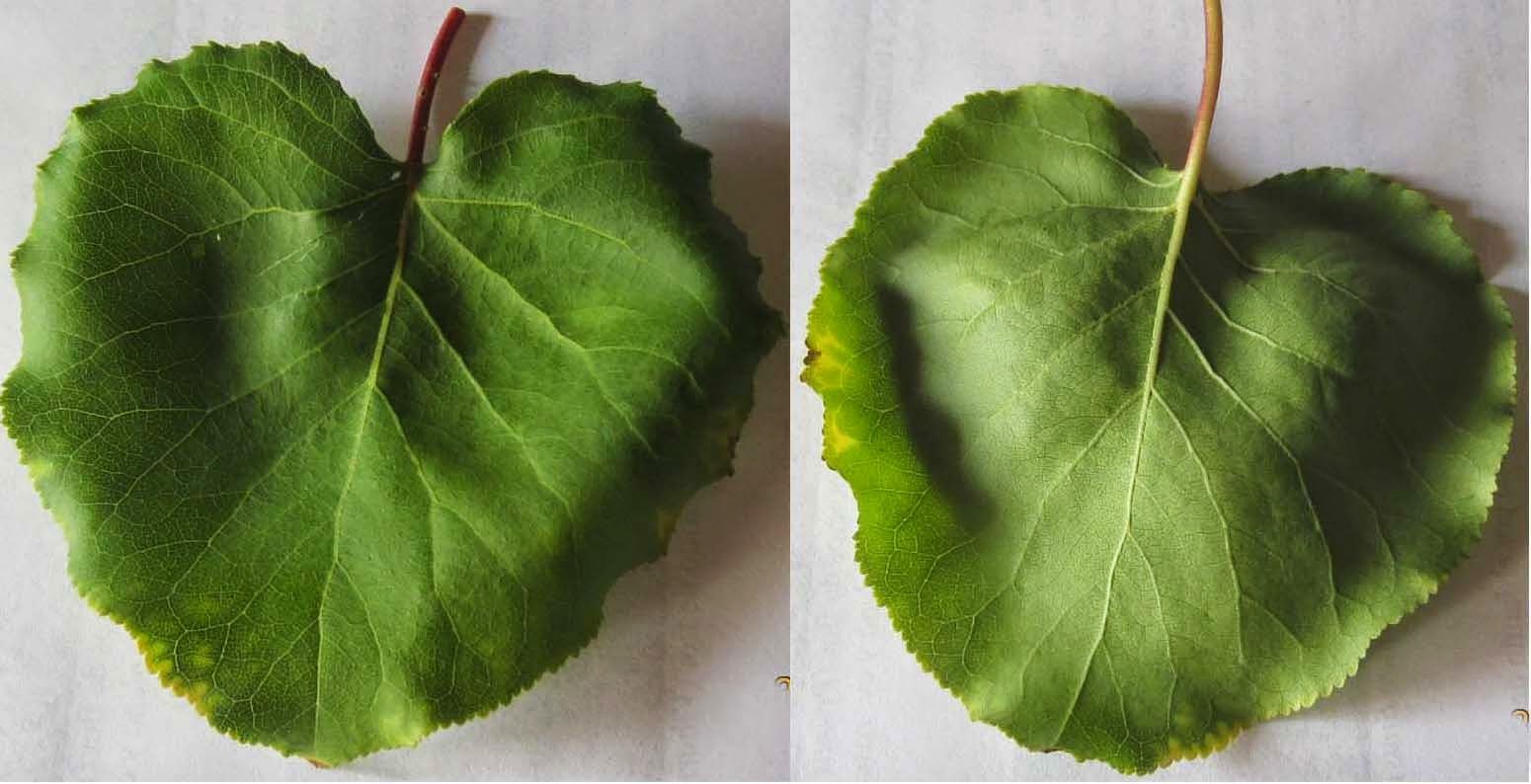 Hoja Cordada (cordata) - Botánica integra