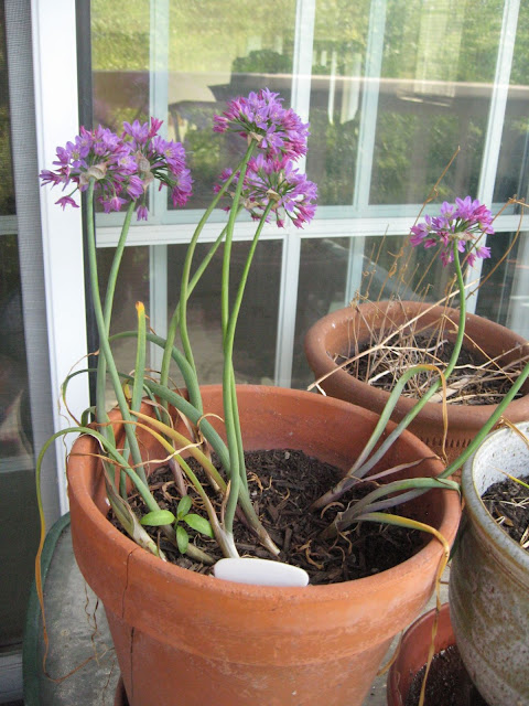 Mother Nature's Montrose Garden: Gardening Tip: Planting Native Flower ...