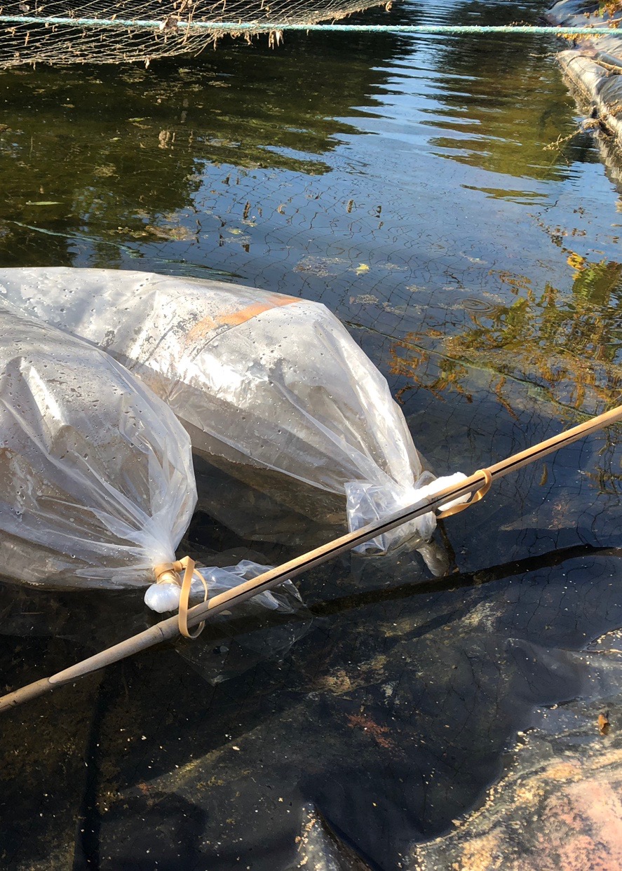 Releasing Lava Rosa hatchlings into their new fry pond – Byer Koi Farm