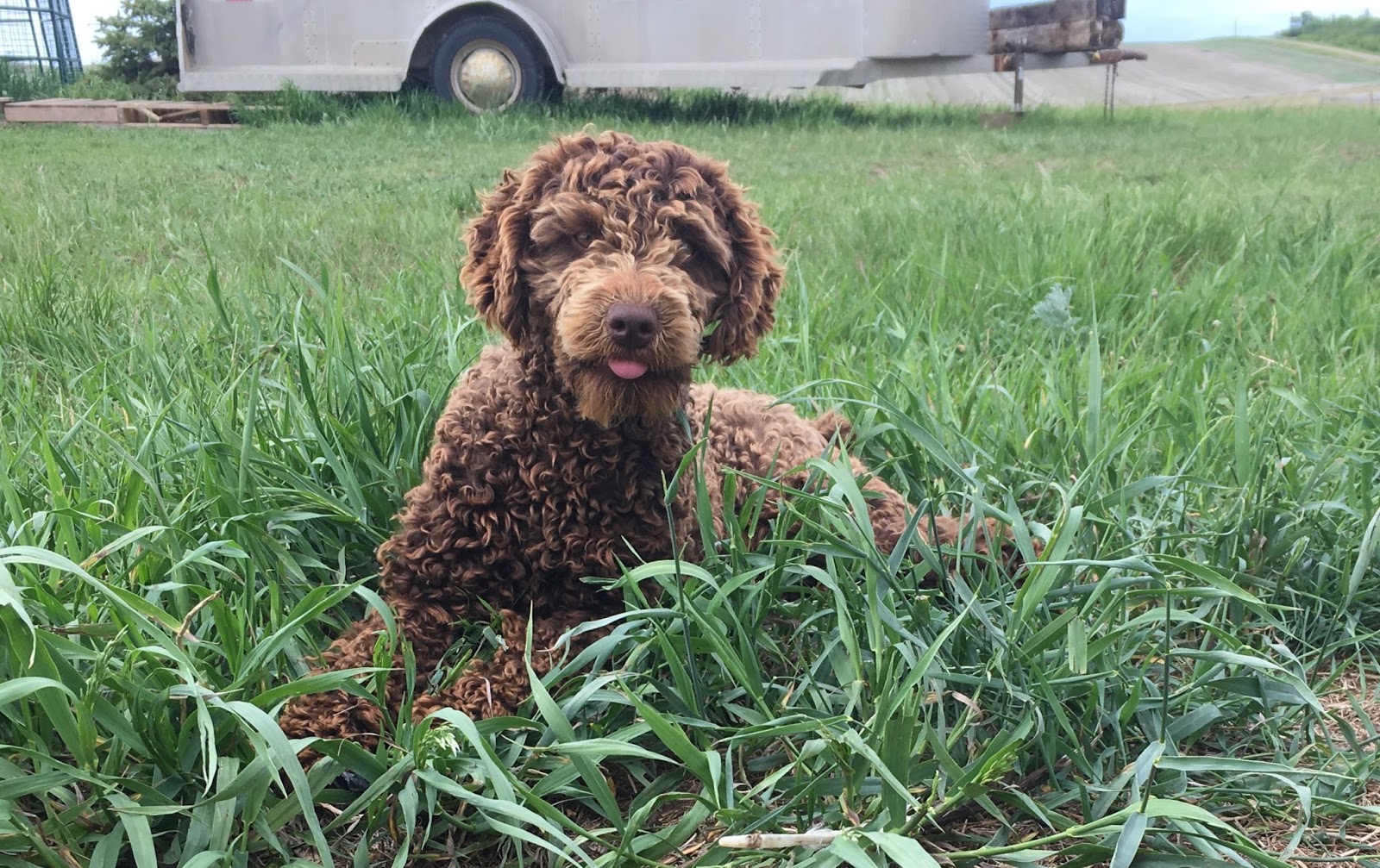 K & M Labradoodles: Sires & Dams