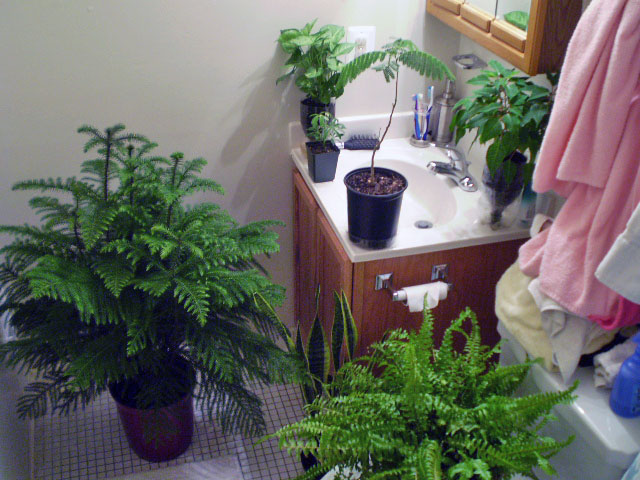 Green Jean: plant spa