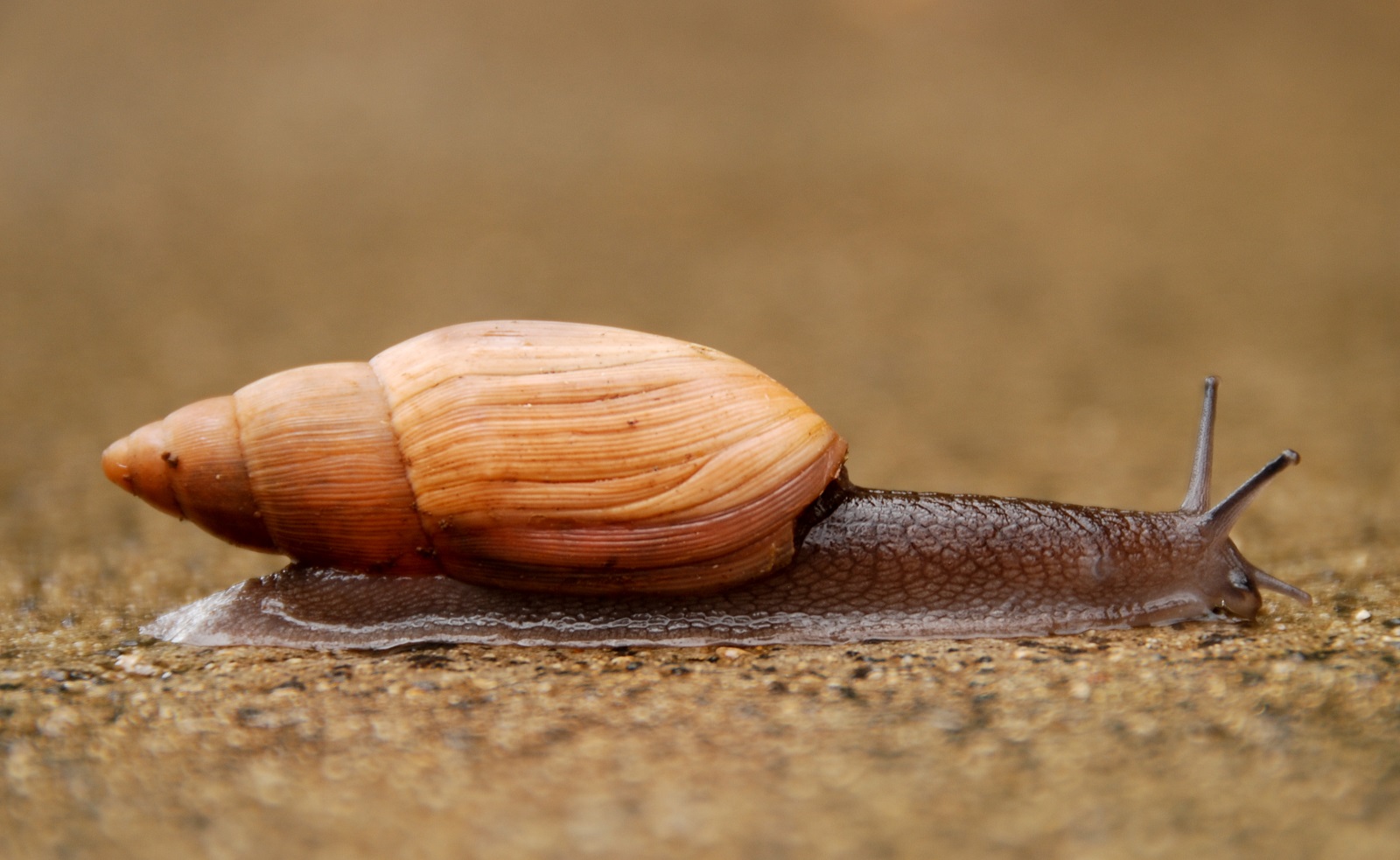 Real Monstrosities Wolf Snail