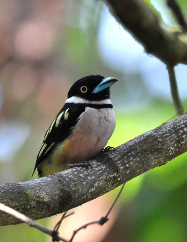 Eurylaimus ochromalus Black-and-yellow Broadbill - Ryan Maigan Birds