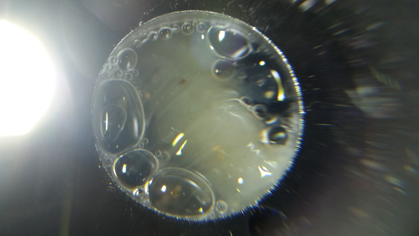 TTS Onde o Tejo se faz ao mar: Observação das espécies ao microscópio