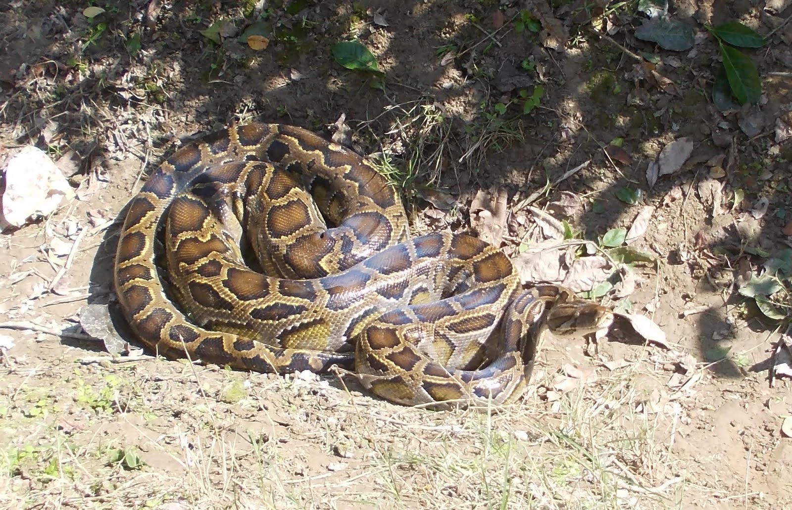 A S S A M: Python rescued