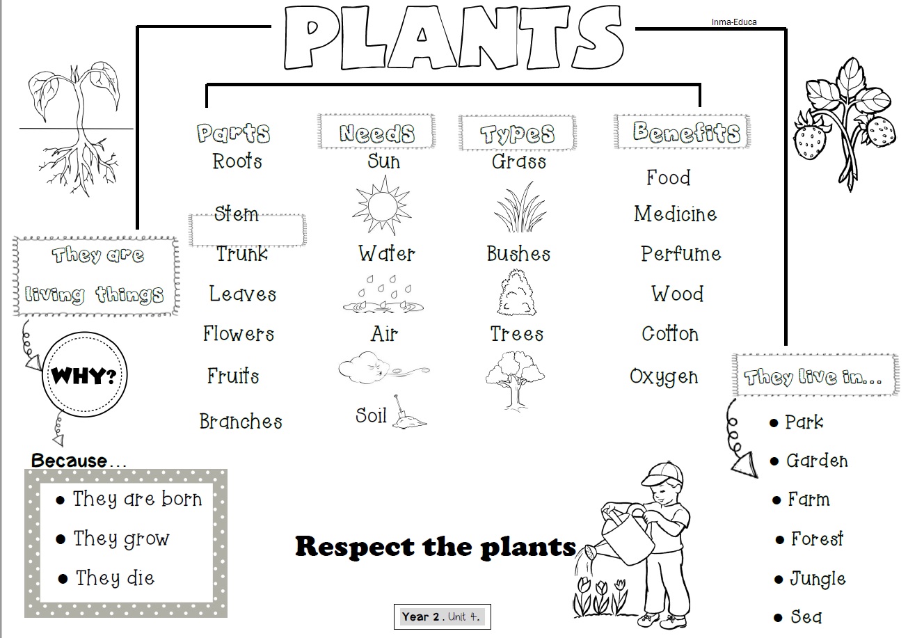 Primaria: Natural science. Unit 3 . Plants and animals.