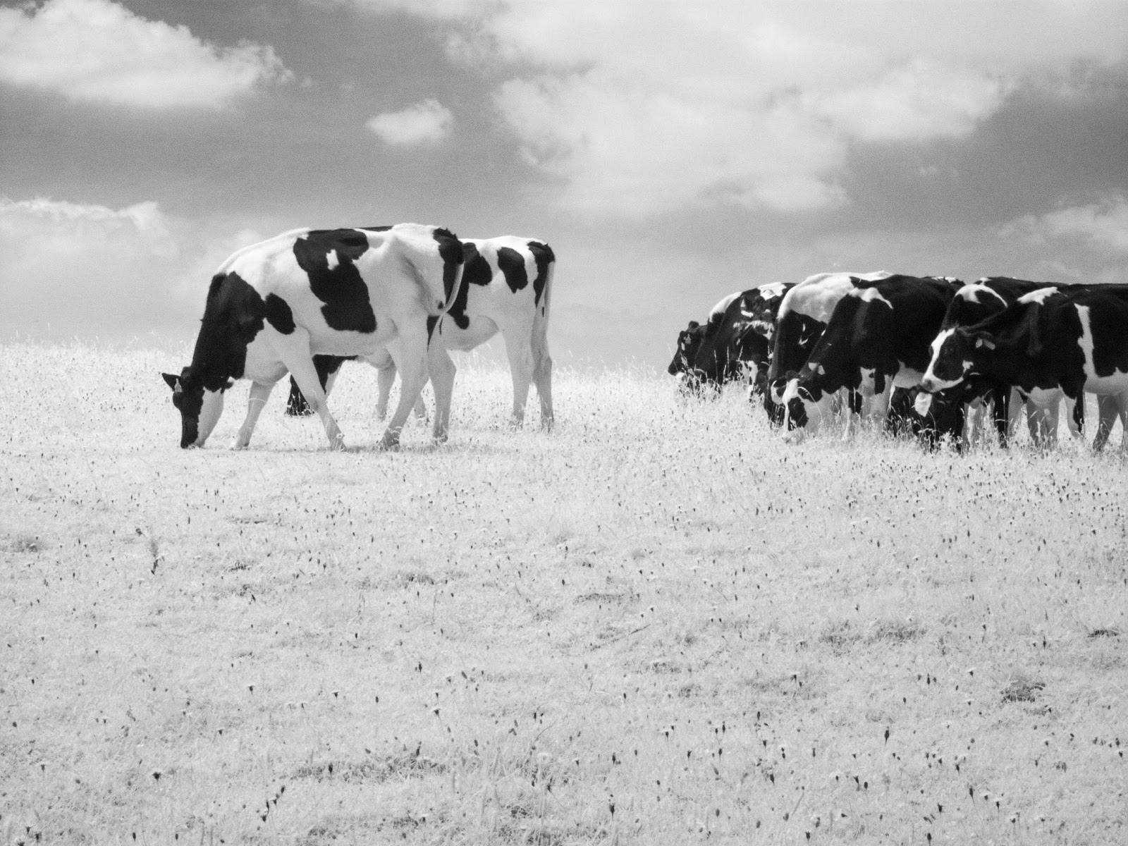 Photo-per-Diem-A Photography Blog: Cows From My Travels