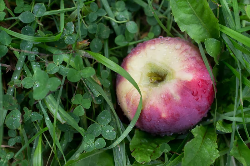 three little halves: The Apple Picking Adventure + Old Fashioned ...