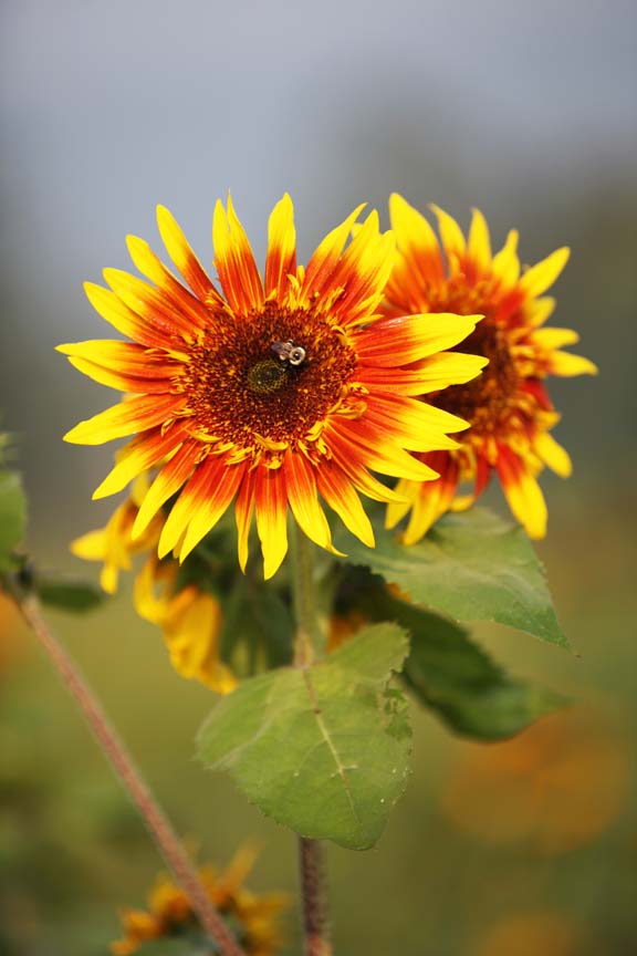 Getting Stitched on the Farm: September is Sunflower Month