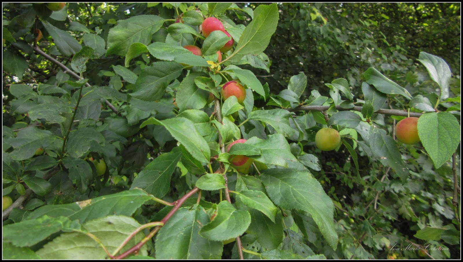 Lumea văzută din Turda: Corcoduș (Prunus cerasifera)