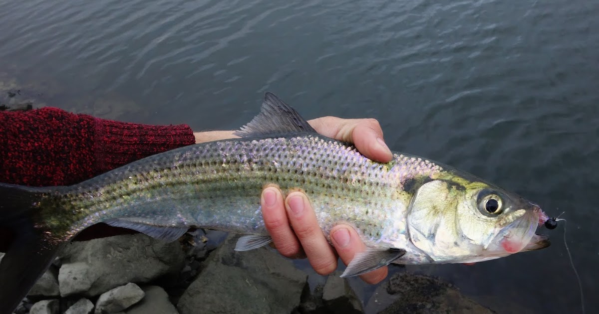 Connecticut Fly Angler: The Great Hickory Shad Blitz of 2020