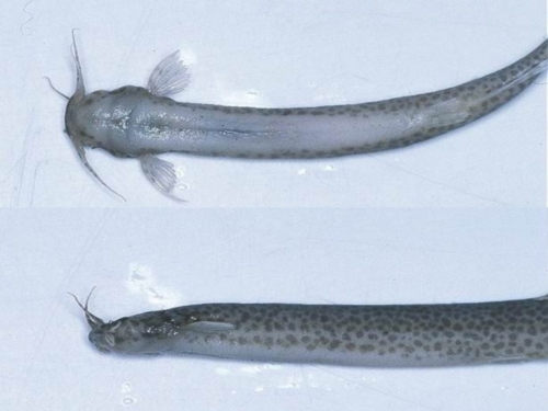 Candiru – Ikan Vampir dari Sungai Amazon | Alam Mengembang jadi Guru