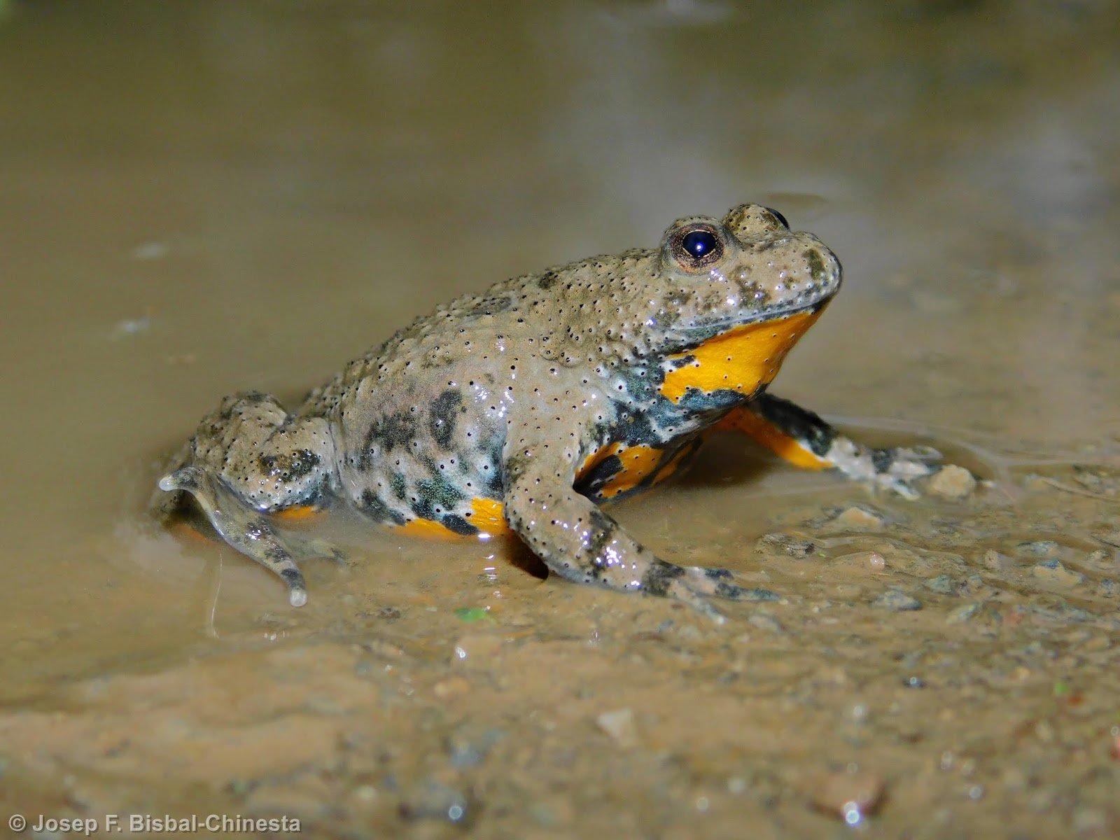 (Paleo-)Herpetología: Bombina variegata - Sapillo de vientre amarillo